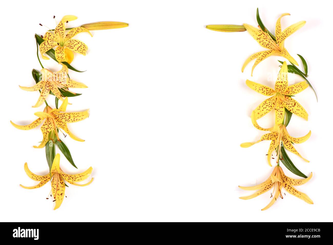 Beautiful yellow lily flowers set out with a frame. Isolated on white ...