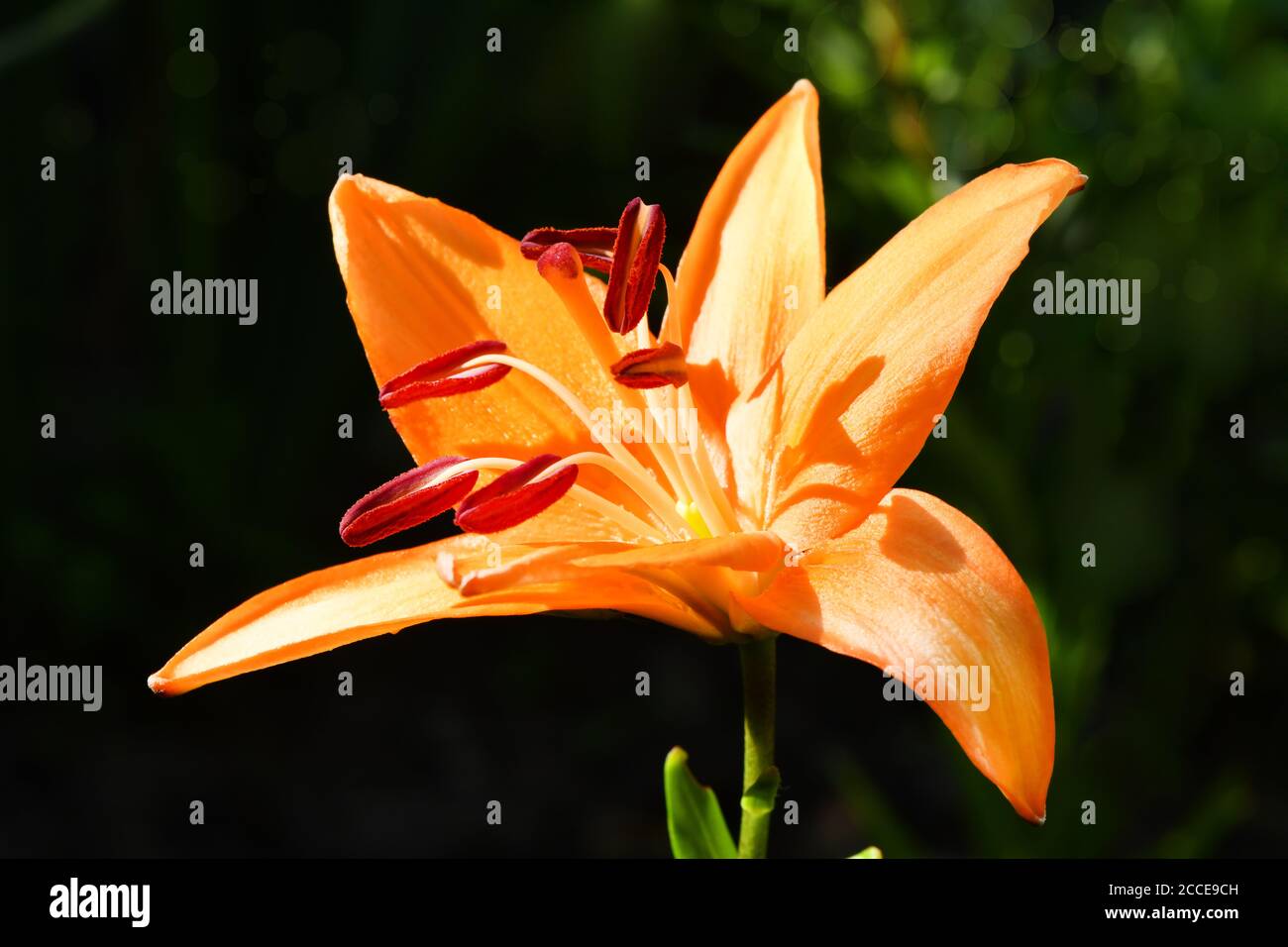 Orange lily isolated on a dark background. High resolution photo ...