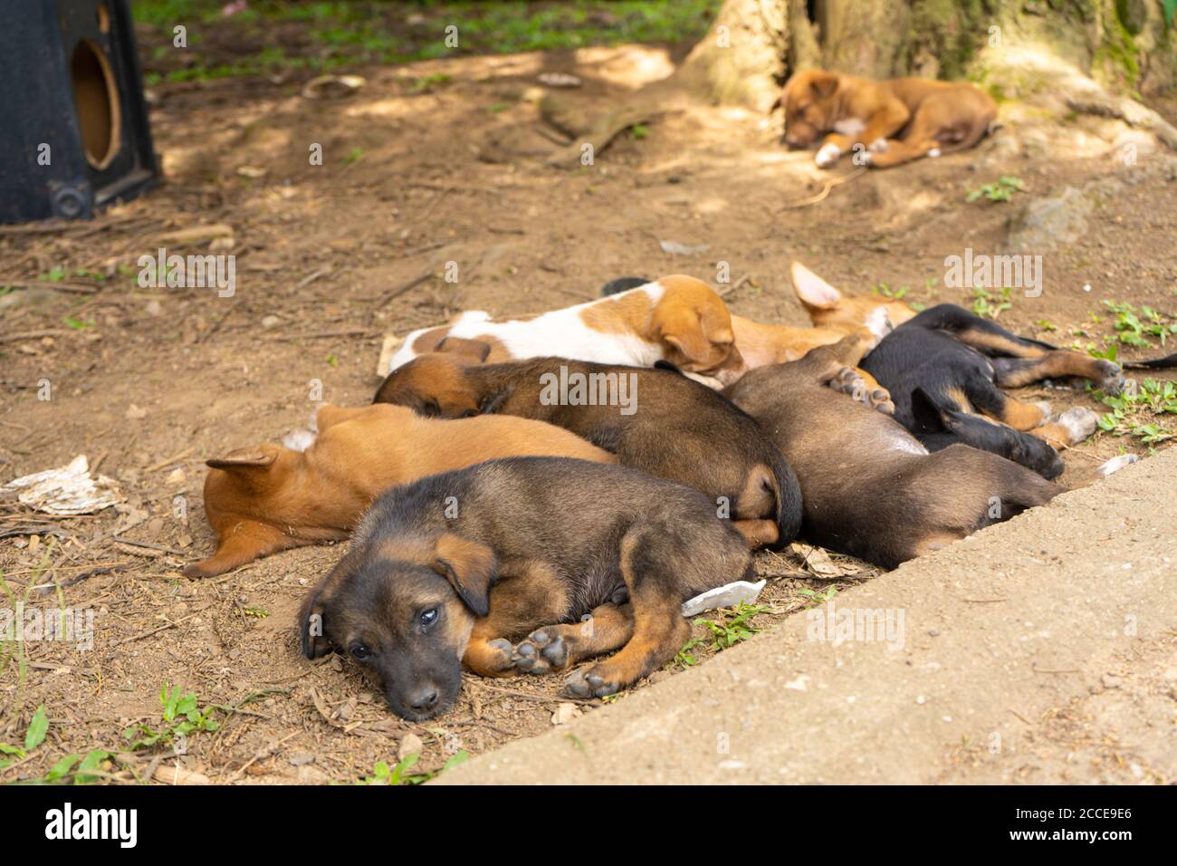 Why Do Dogs Sleep In Holes