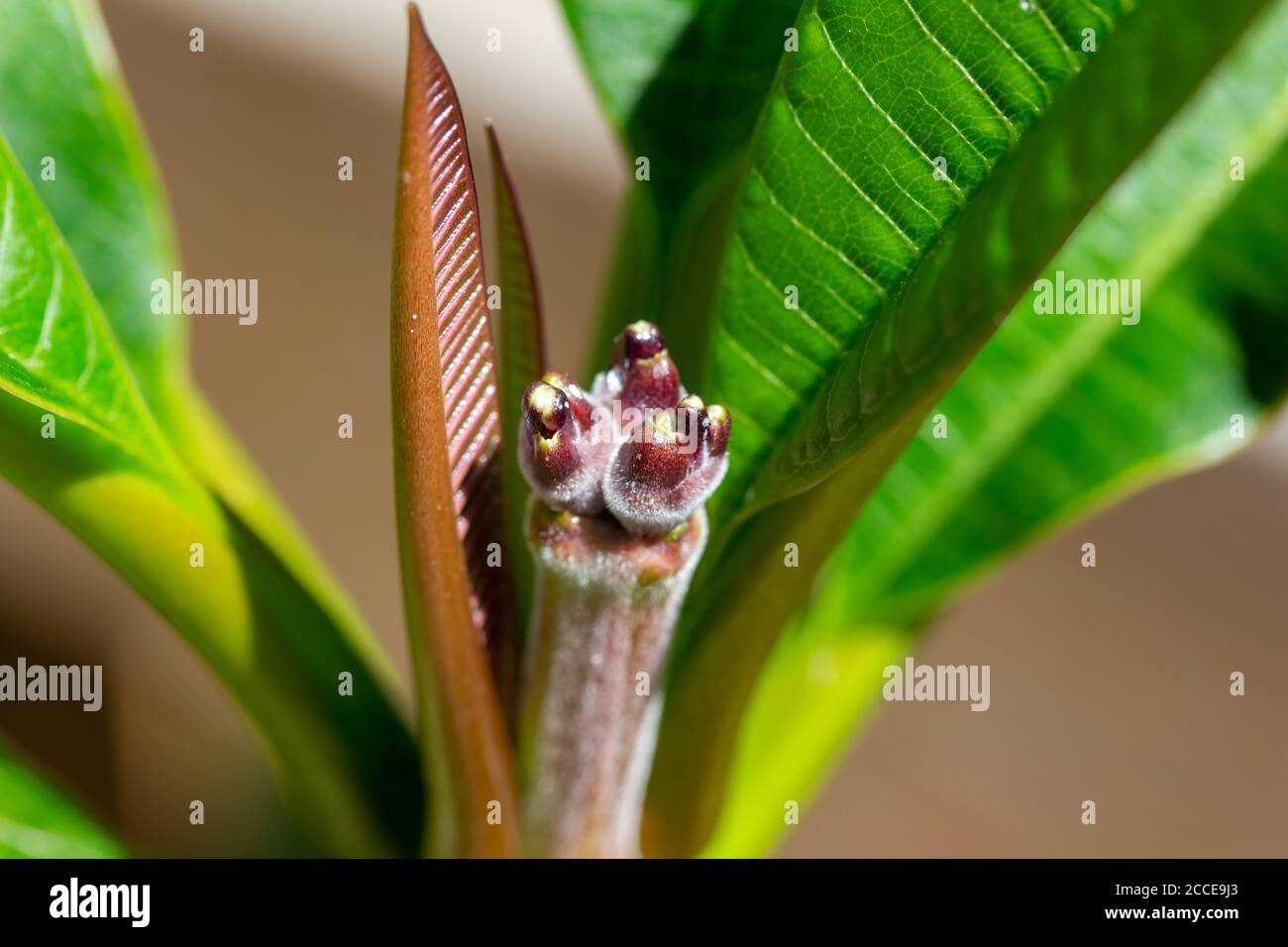 Macro view of an emerging flower bud inflorescence on a plumeria ...