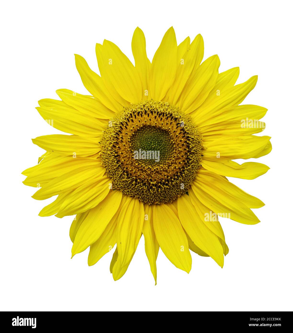 Sunflower isolated on white Stock Photo - Alamy
