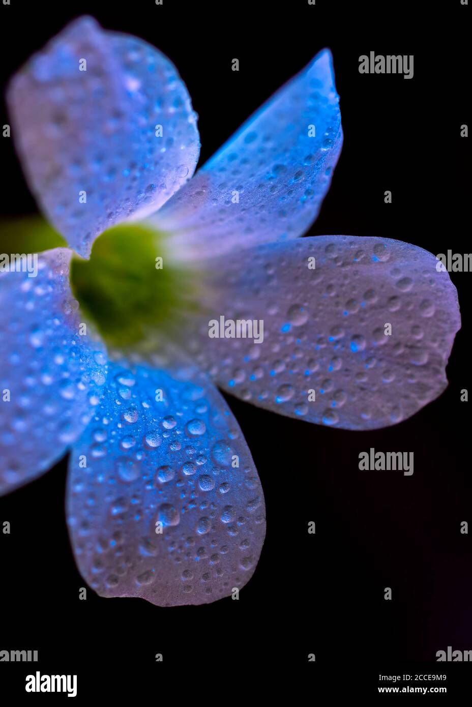 Close Up, Nature, Garden, Flower, Growth, Abstract Stock Photo - Alamy