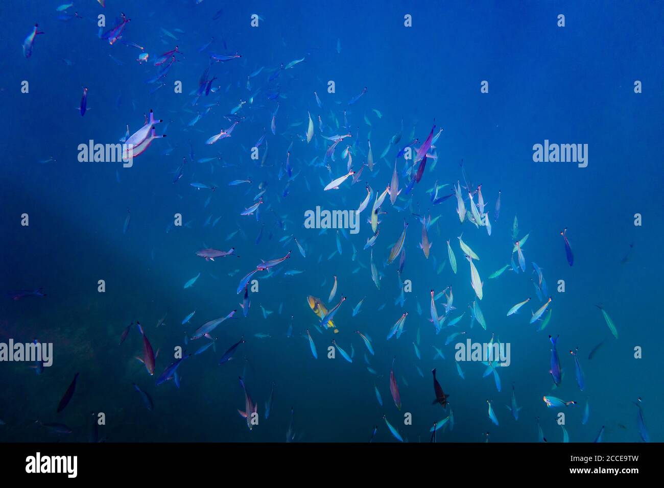 Fish Swarm, Egypt, Red Sea, Marsa Alam, Africa, Fish Swarm Stock Photo ...