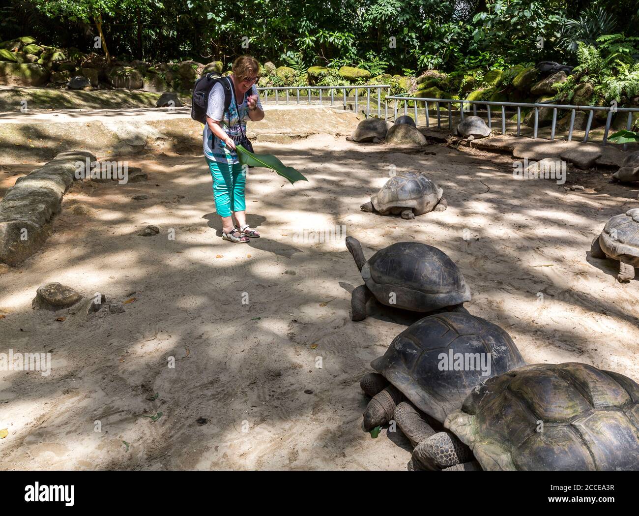 Woman feeding giant turtles with palm leaf, Botanical Garden, Victoria ...