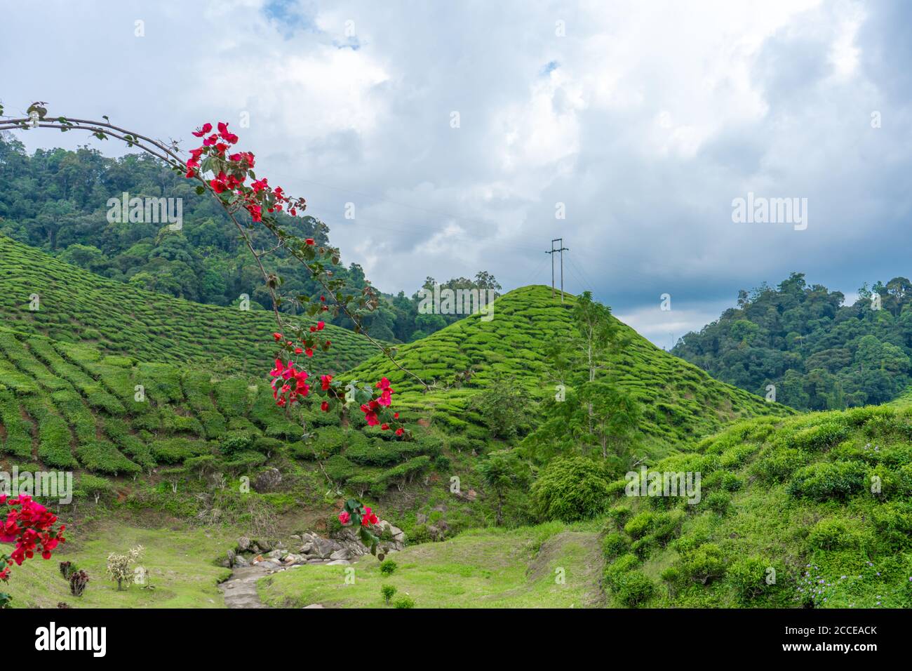 Ceylon tea fields hi-res stock photography and images - Alamy