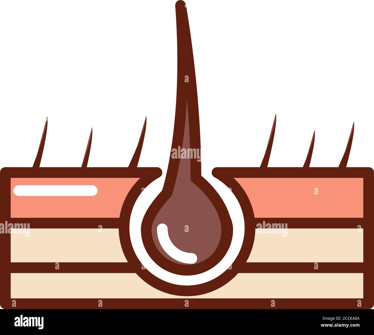 Human Body Structure Of The Hair Follicle Anatomy Organ Health Line And