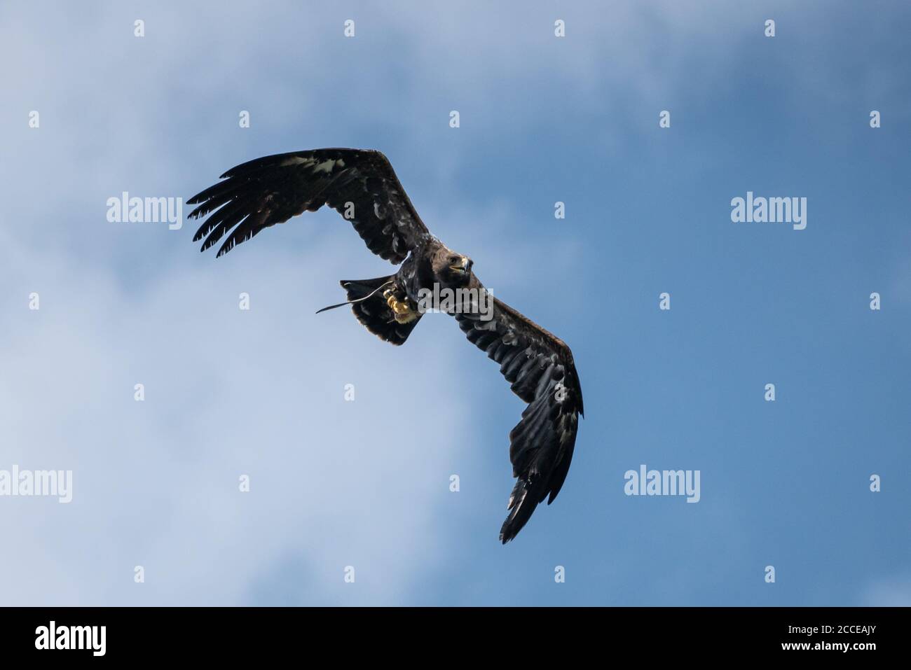 Eagle king falconry hi-res stock photography and images - Alamy