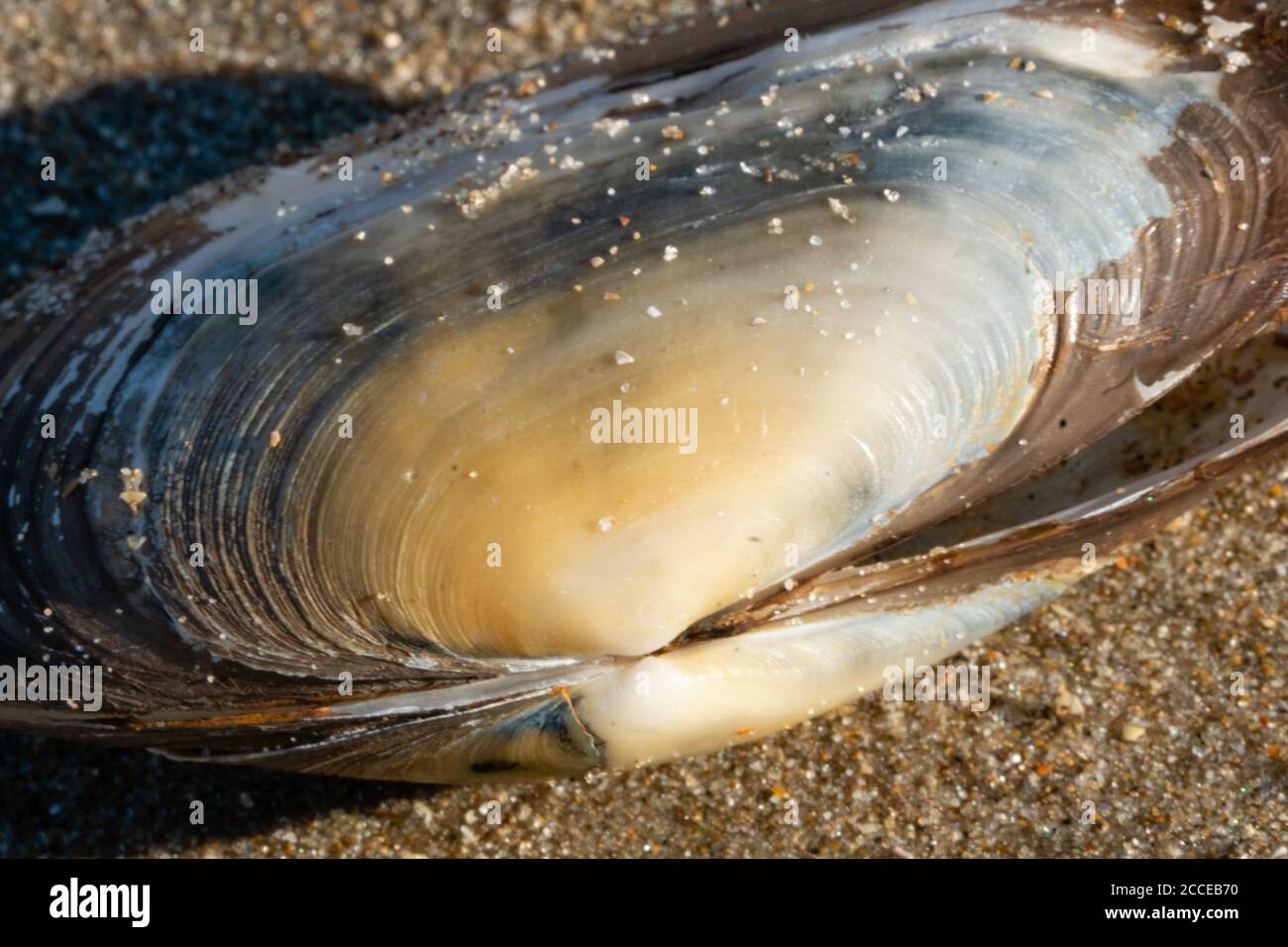 Shell molusca hi-res stock photography and images - Alamy