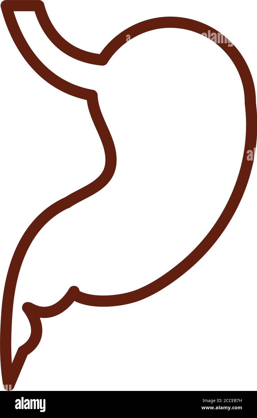 human body stomach anatomy organ health line icon style vector ...