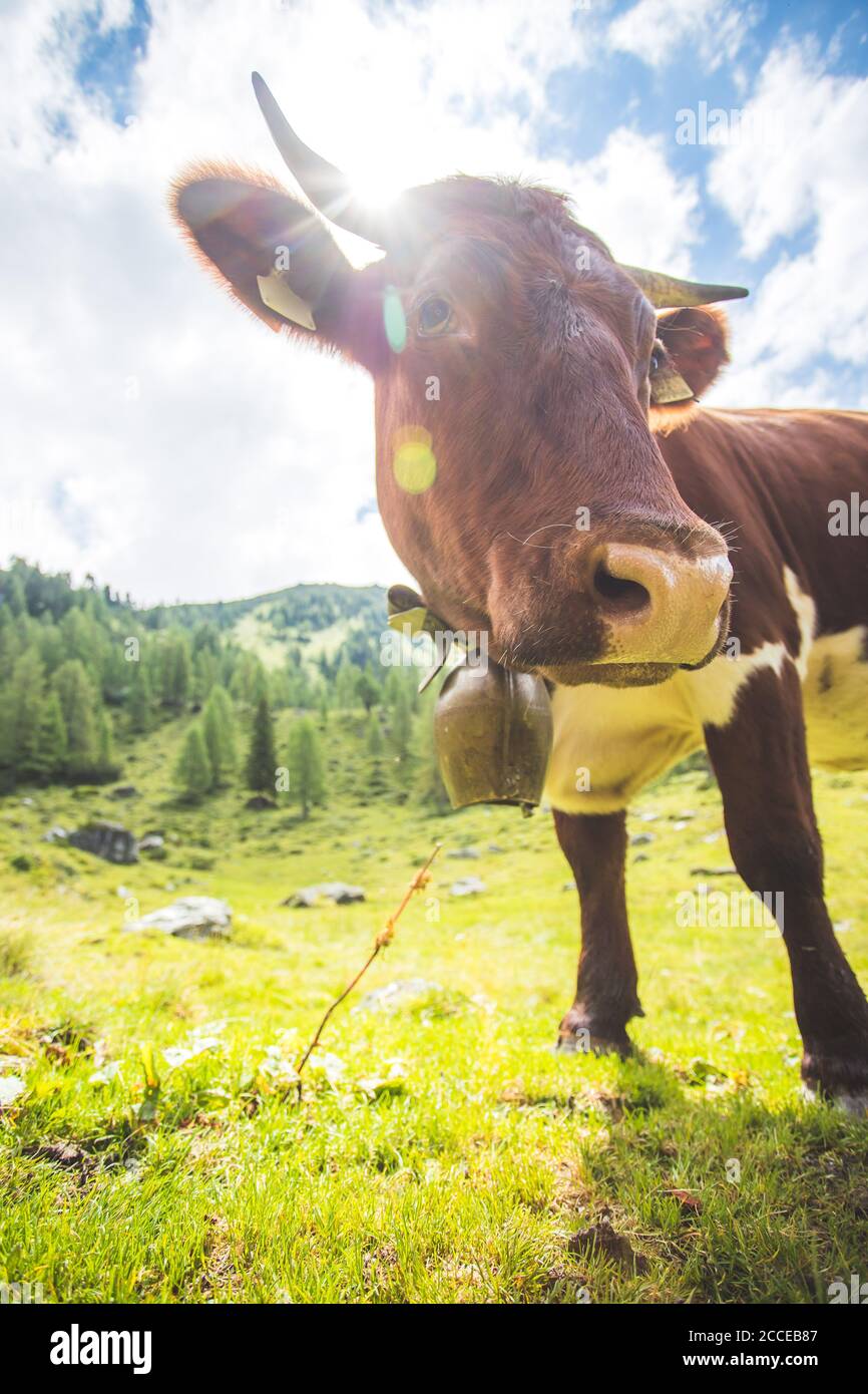 Funny wide angle close up of a curious cow Stock Photo - Alamy
