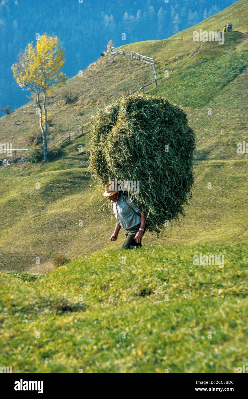 Old Man Cutting Hay In High Resolution Stock Photography and Images - Alamy