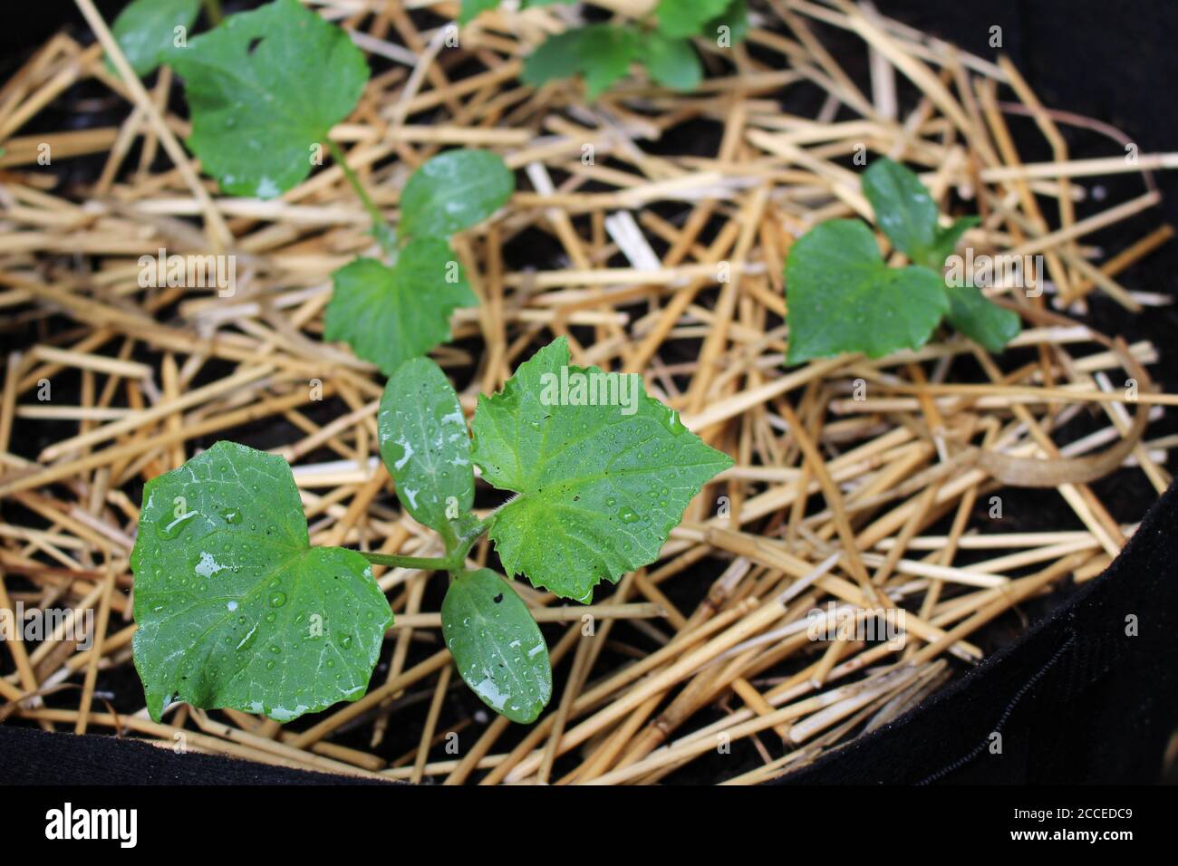 Small cucumber plants growing in a container with straw above the dirt ...