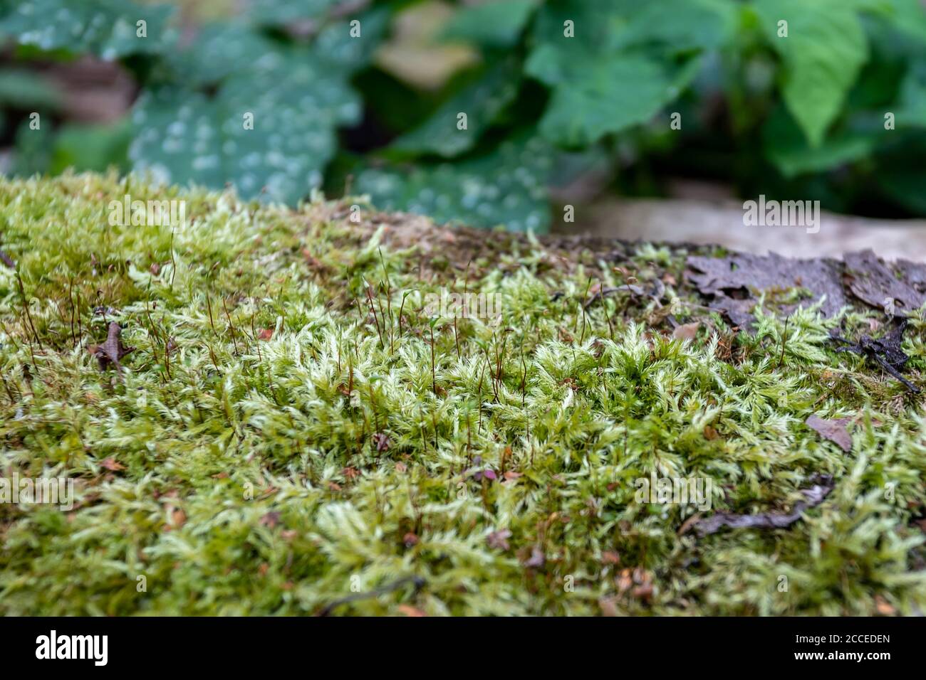 Wooden grunge mossy plank board wall disruption background texture ...