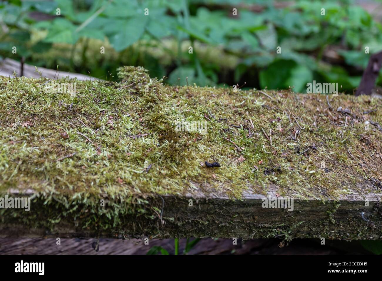 Wooden grunge mossy plank board wall disruption background texture ...