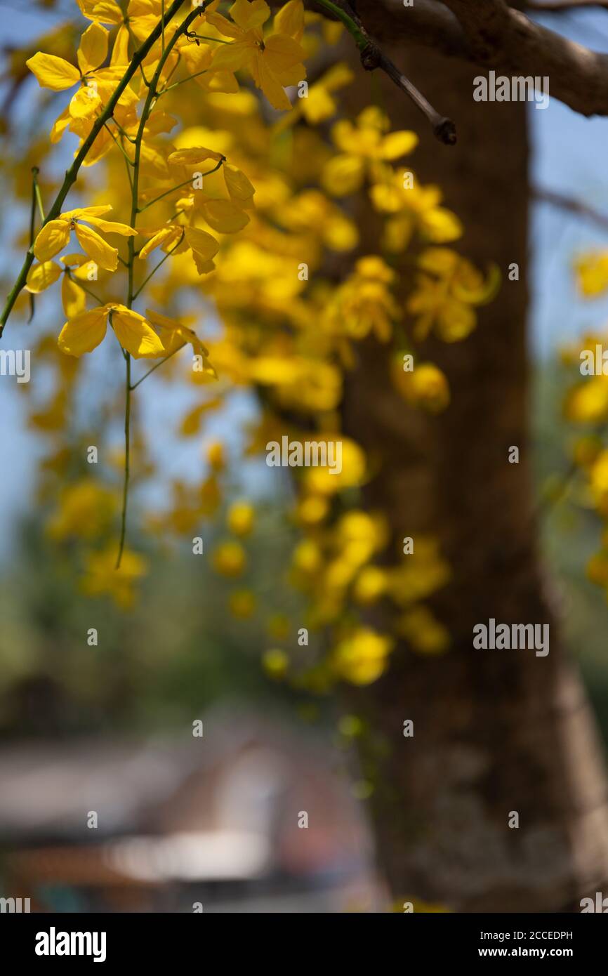 Kani konna a kerala flower used as a symbol of Vishu Kani a Hindu ...