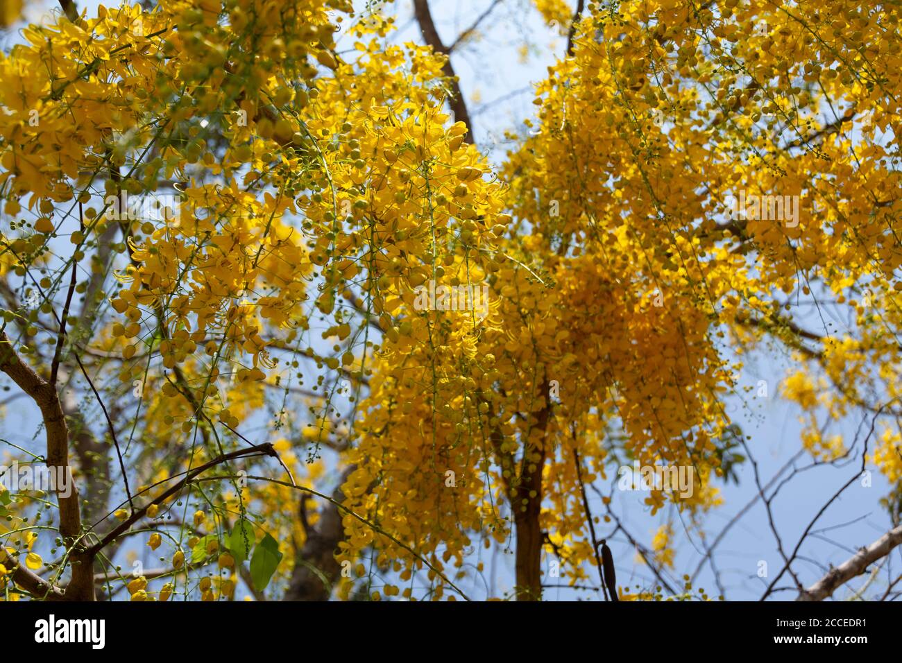 Kanikonna hi-res stock photography and images - Alamy