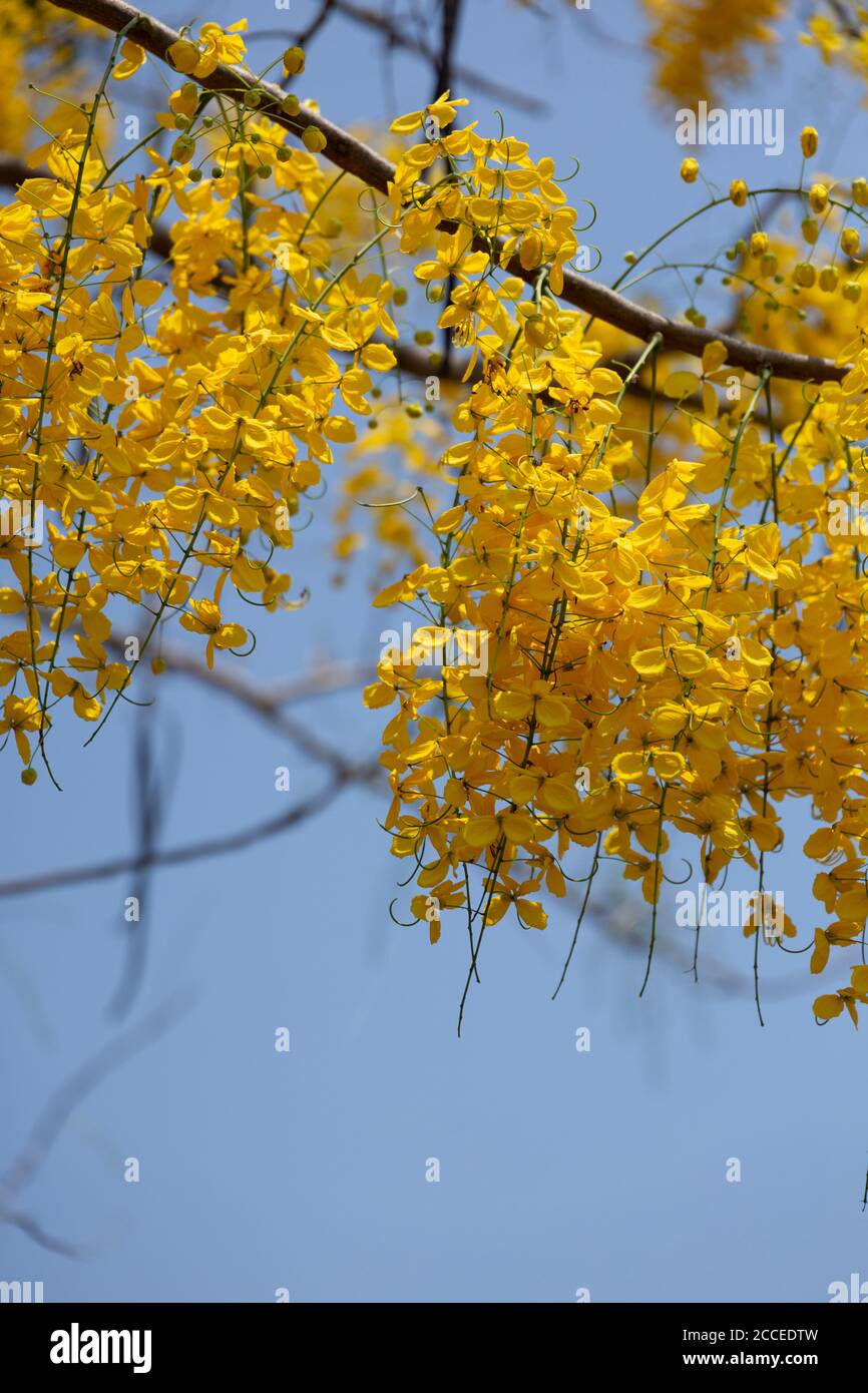 Kani konna a kerala flower used as a symbol of Vishu Kani a Hindu ...