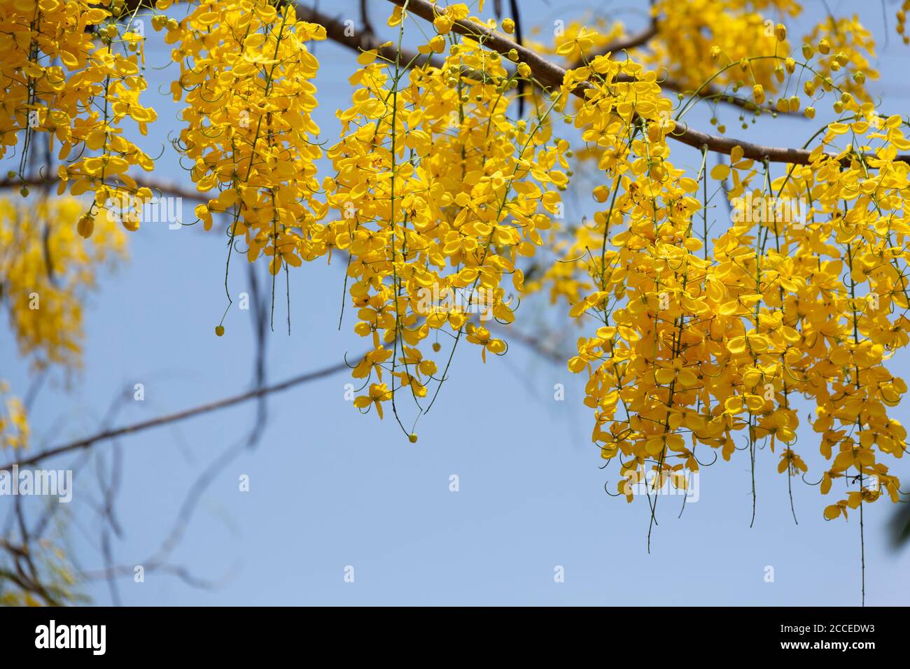 Kani konna a kerala flower used as a symbol of Vishu Kani a Hindu ...