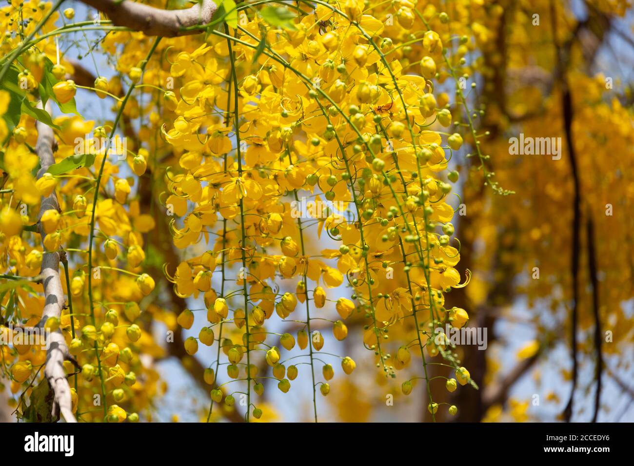 Kani konna a kerala flower used as a symbol of Vishu Kani a Hindu ritual Stock Photo - Alamy