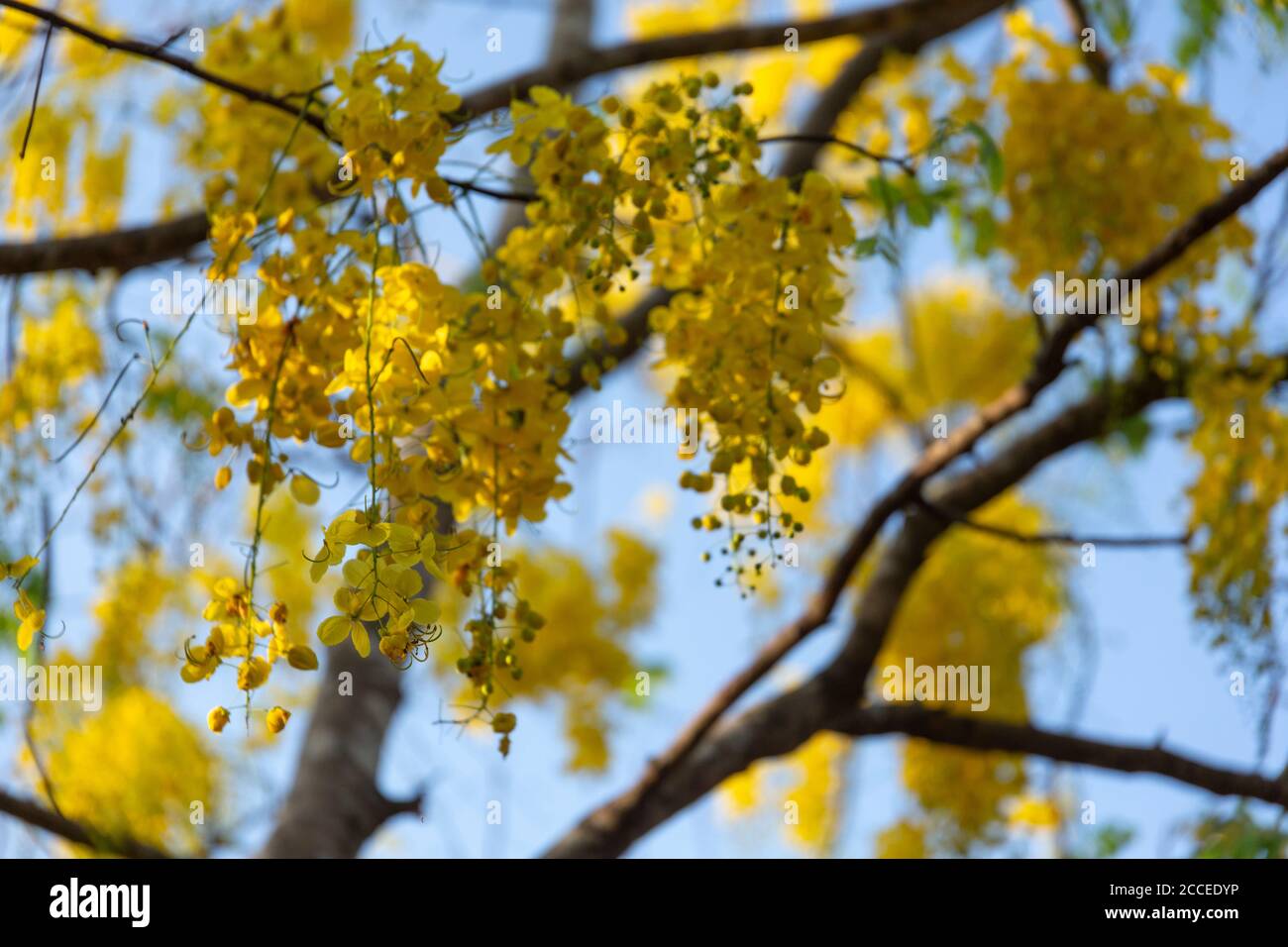 Kanikonna hi-res stock photography and images - Alamy