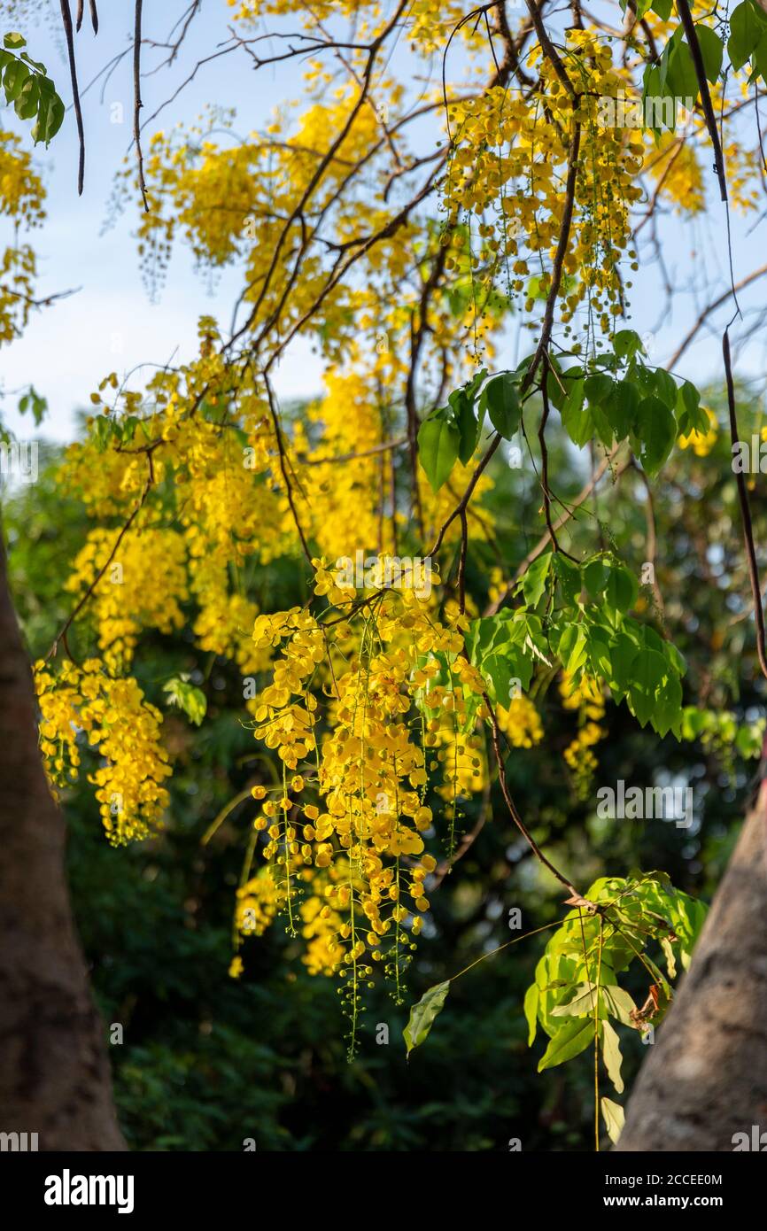 Kani Konna High Resolution Stock Photography and Images - Alamy