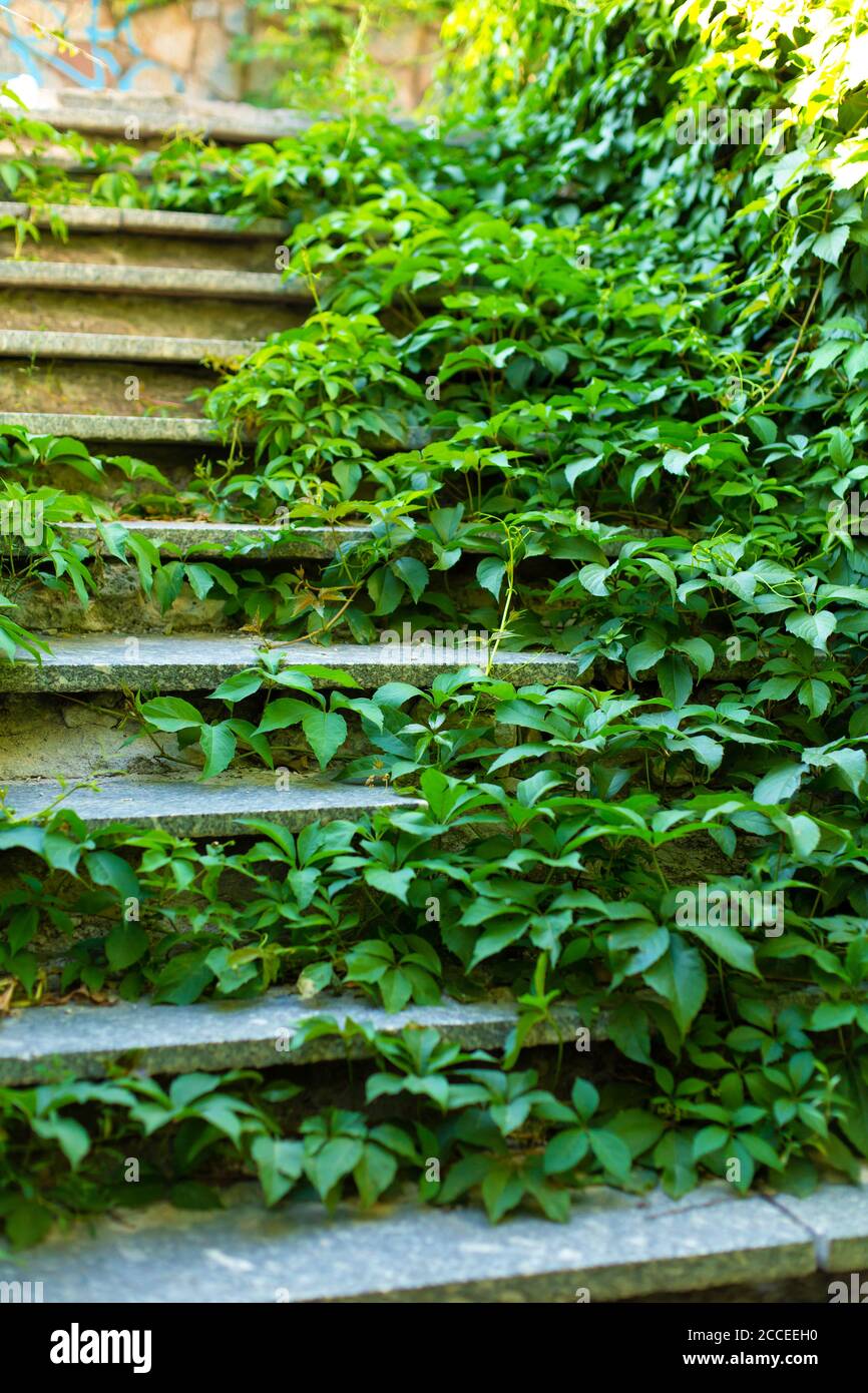 Stone steps street staircase overgrown with green ivy Stock Photo - Alamy