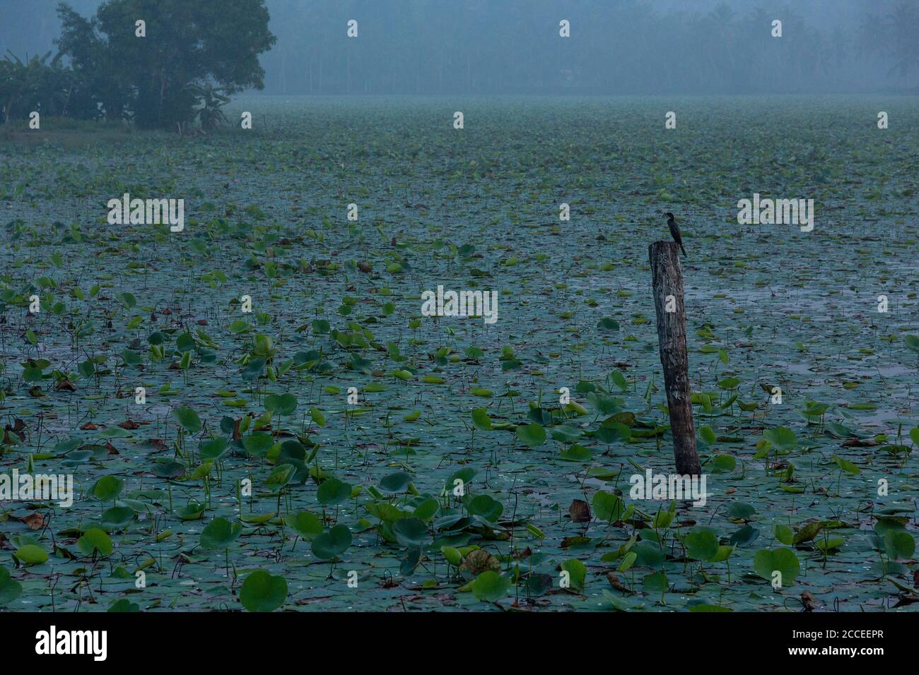 Tropical kerala scenes, Moist views of southern india Stock Photo - Alamy
