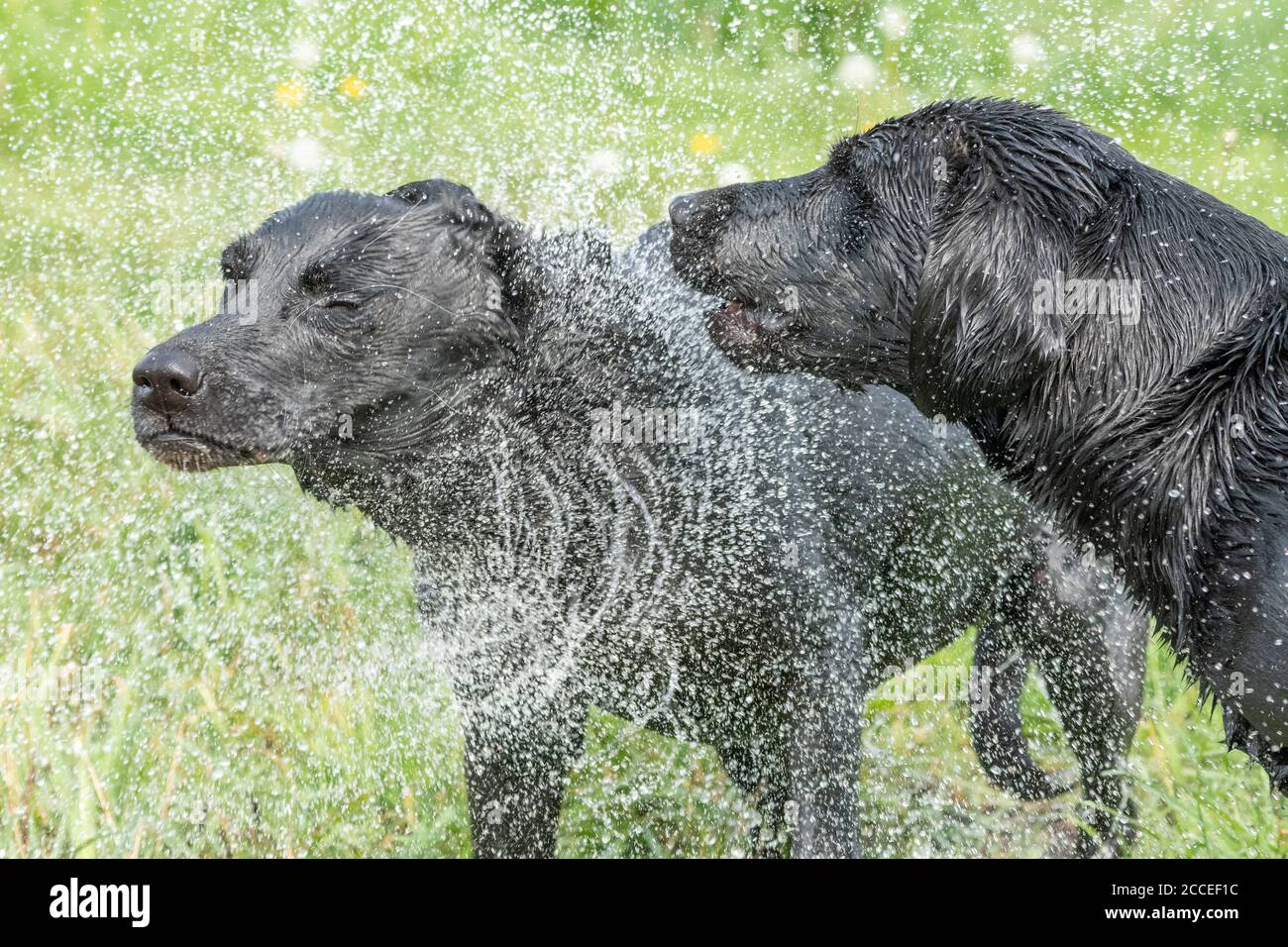 Black labrador retriever shaking off water hi-res stock photography and ...