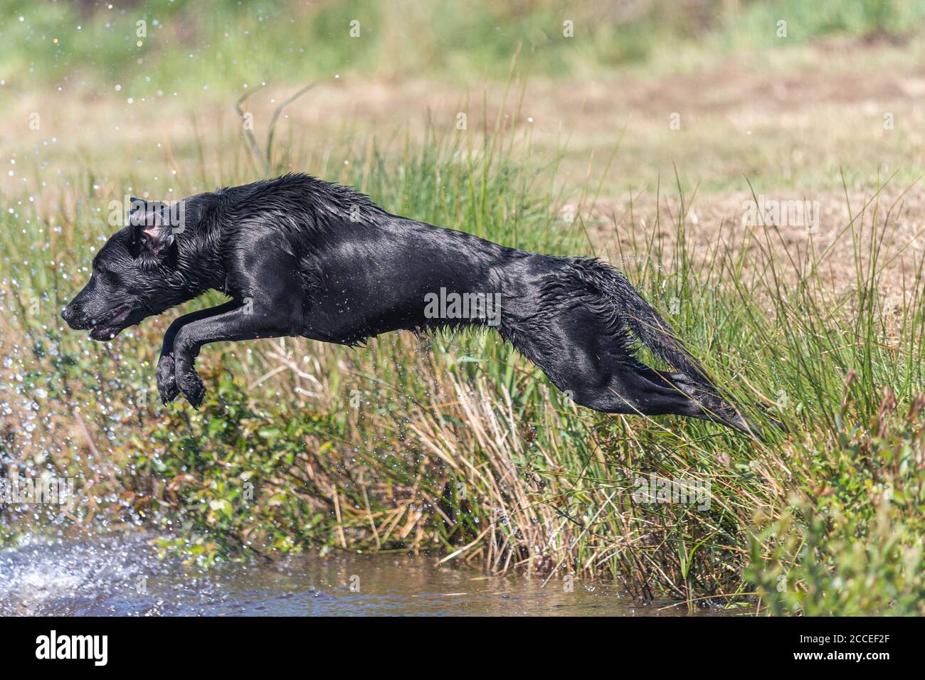 Black Labrador Jumping Into Water High Resolution Stock Photography and ...
