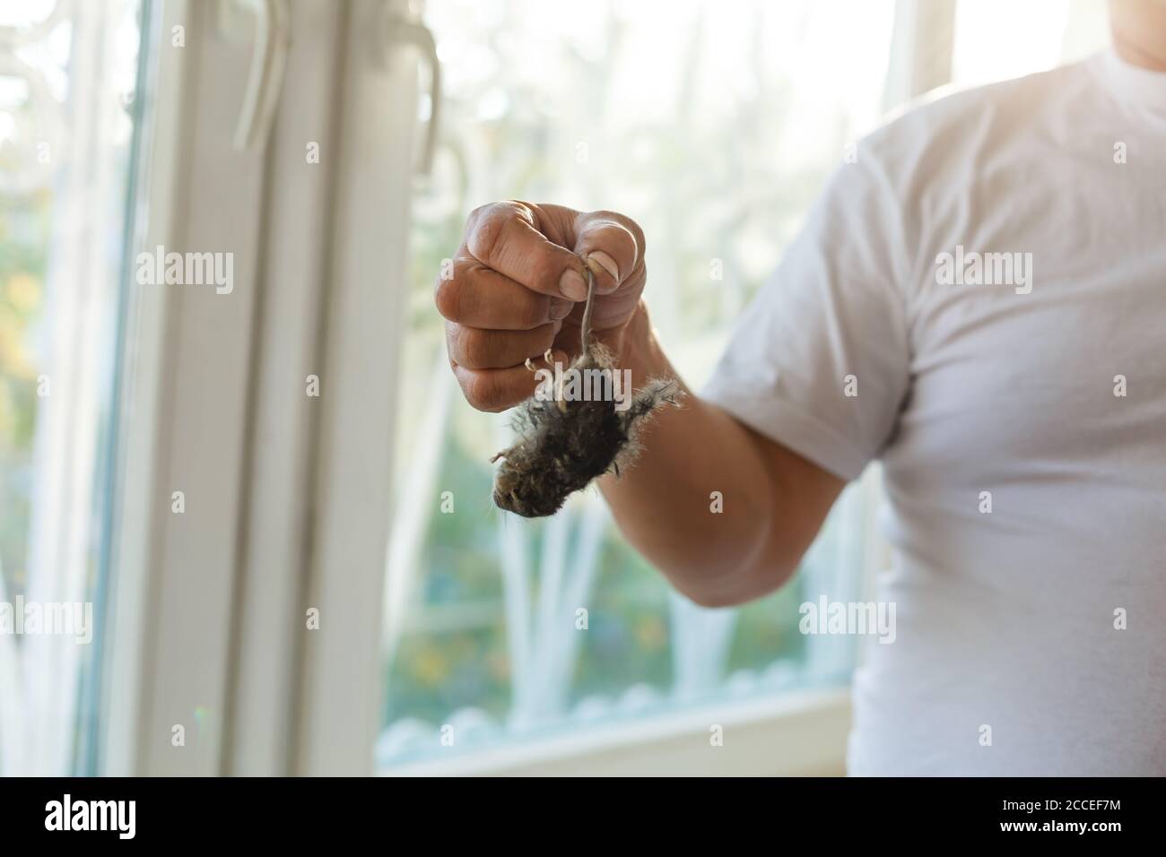 an old man holding a dead mouse Stock Photo - Alamy