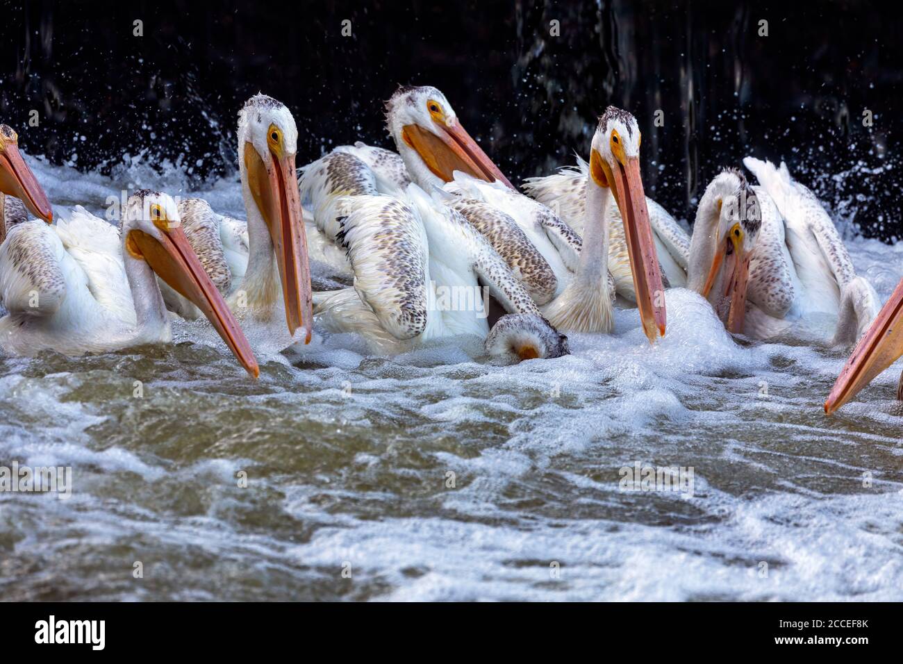 American white pelicans hunting on the river Stock Photo - Alamy