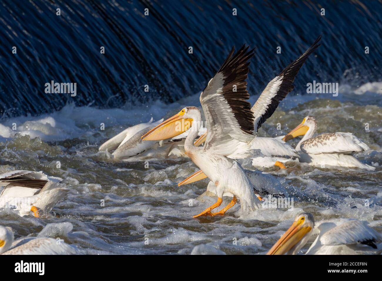 American white pelicans hunting on the river Stock Photo - Alamy