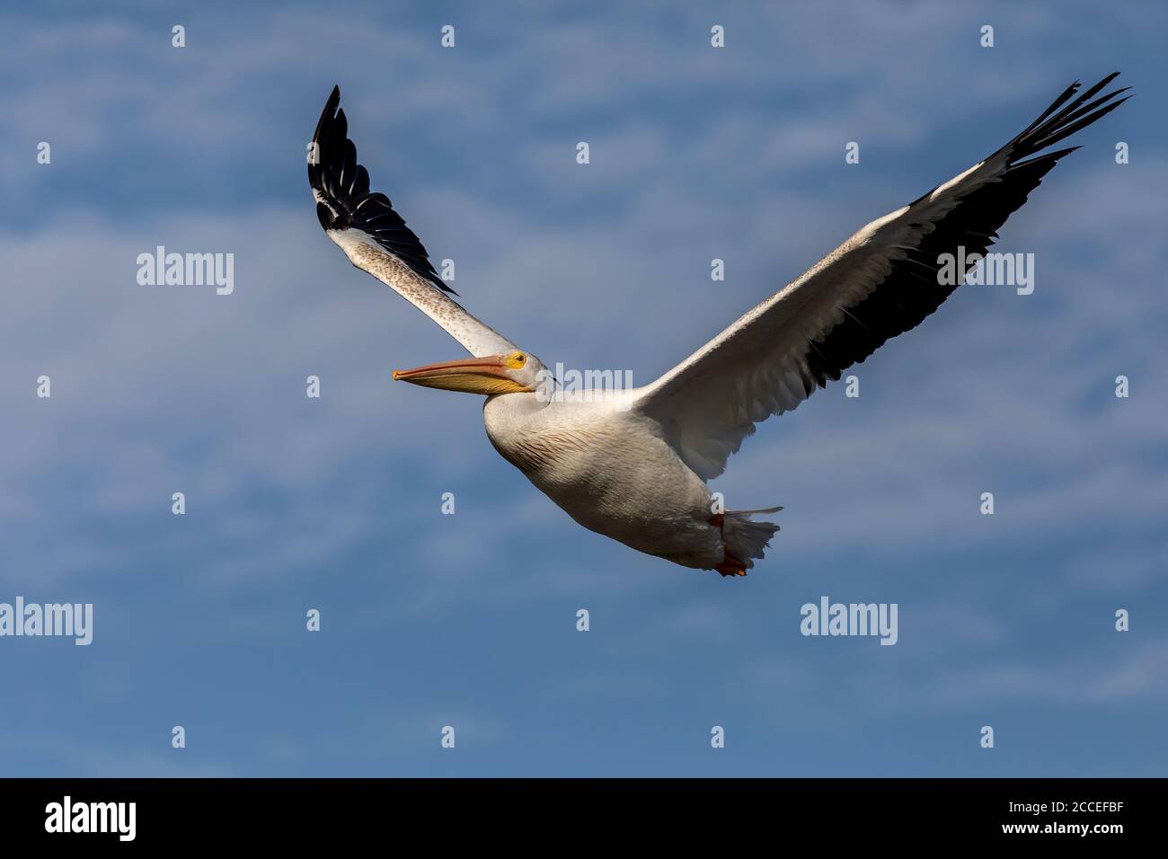 The white American pelican in flight Stock Photo - Alamy