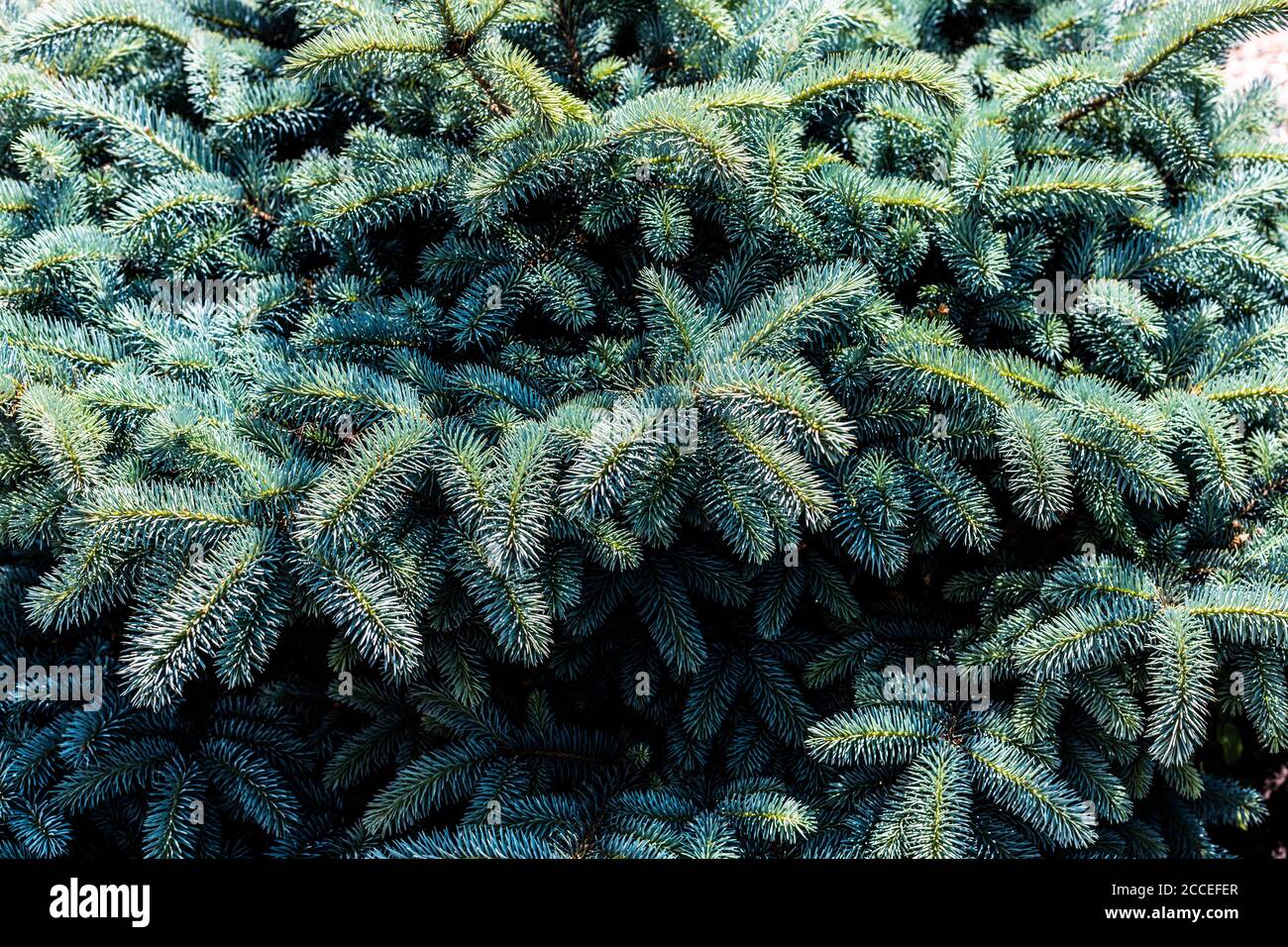 Soft needles hi-res stock photography and images - Alamy