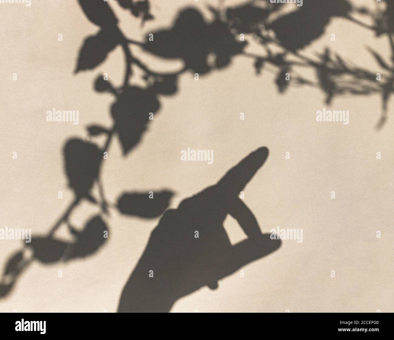 Female hand shadow with dry white flower and leaves. Floral minimal ...