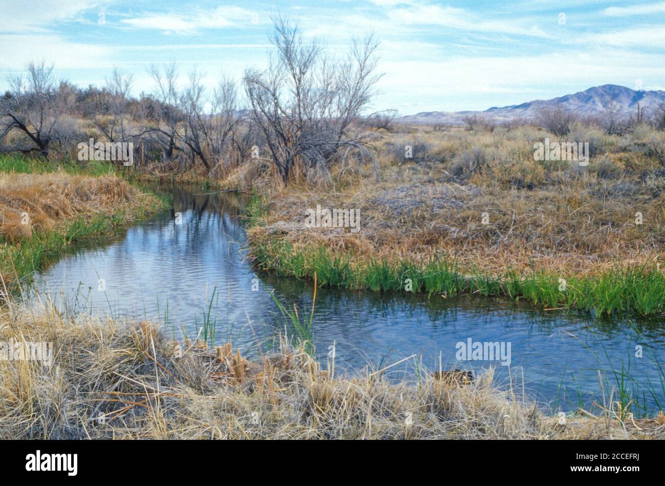 Ash meadows nevada hi-res stock photography and images - Alamy