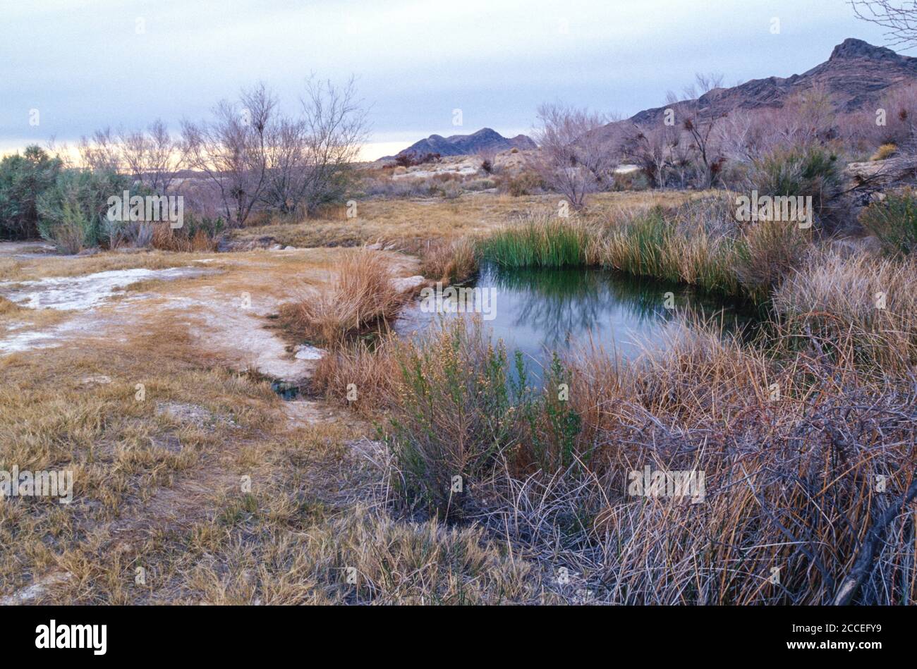 Ash Meadow National Wildlife Refuge, Nevada, USA. Point of Rocks Pool ...