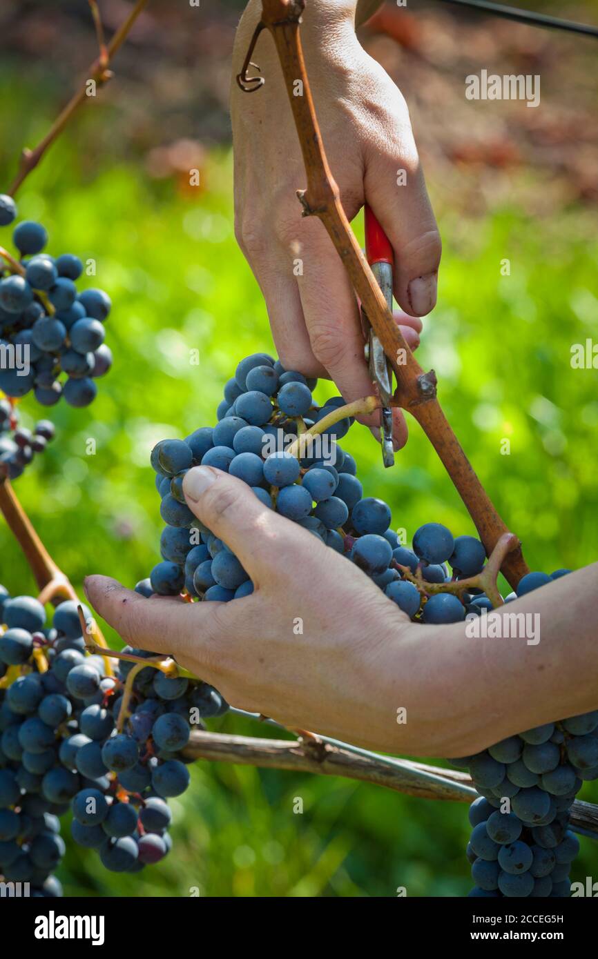 Grape harvest, hands, cut, grapes Stock Photo - Alamy