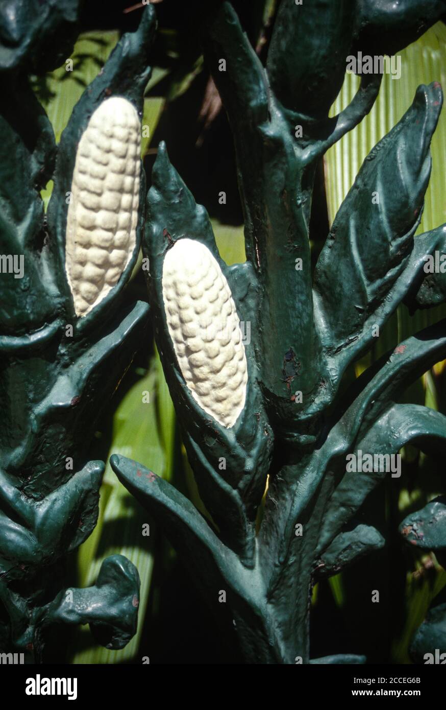 Cornstalk hi-res stock photography and images - Alamy