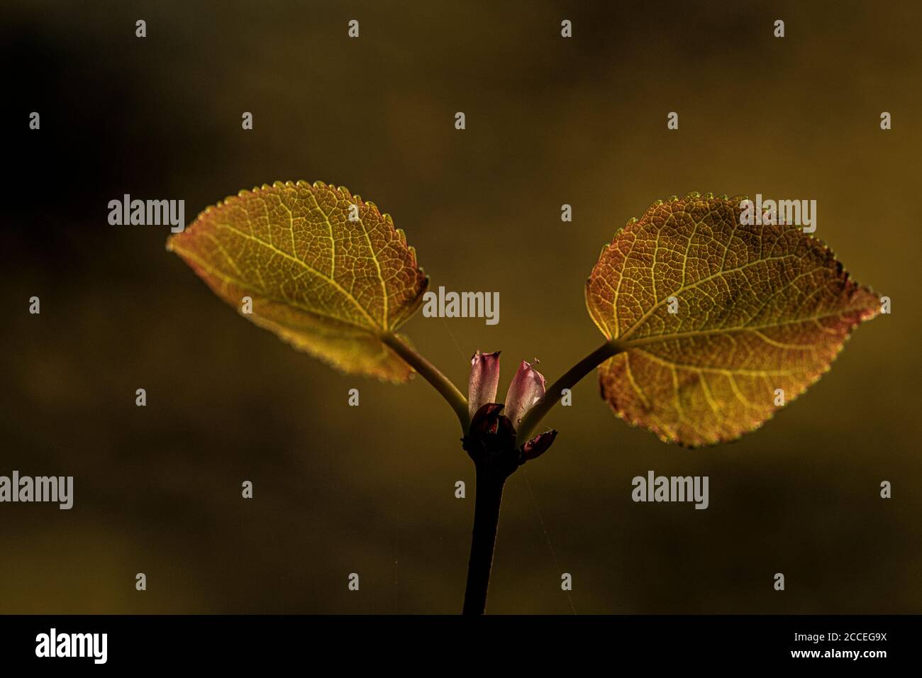 Spring leaves hi-res stock photography and images - Alamy