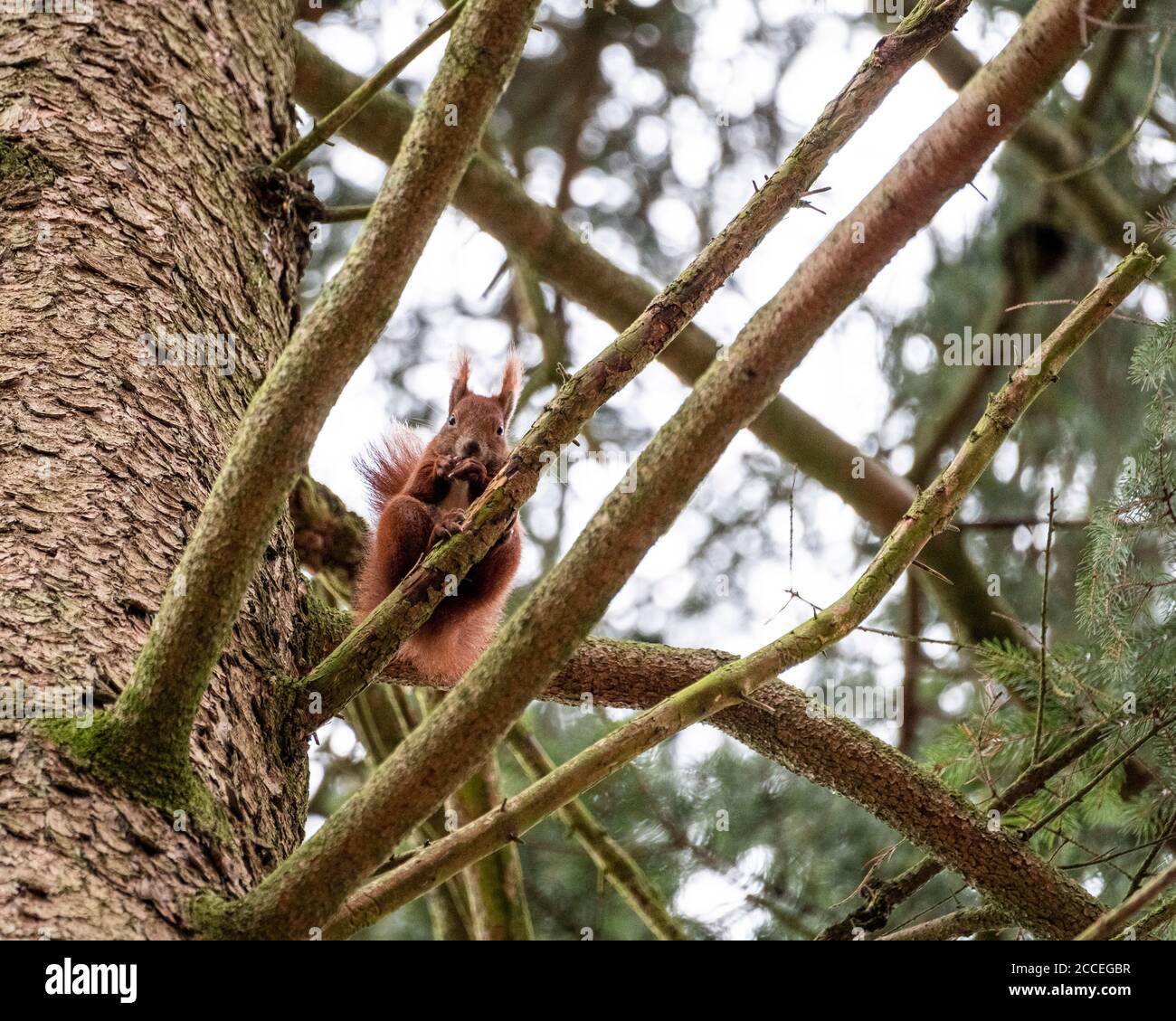 Squirrel in spring forest hi-res stock photography and images - Alamy
