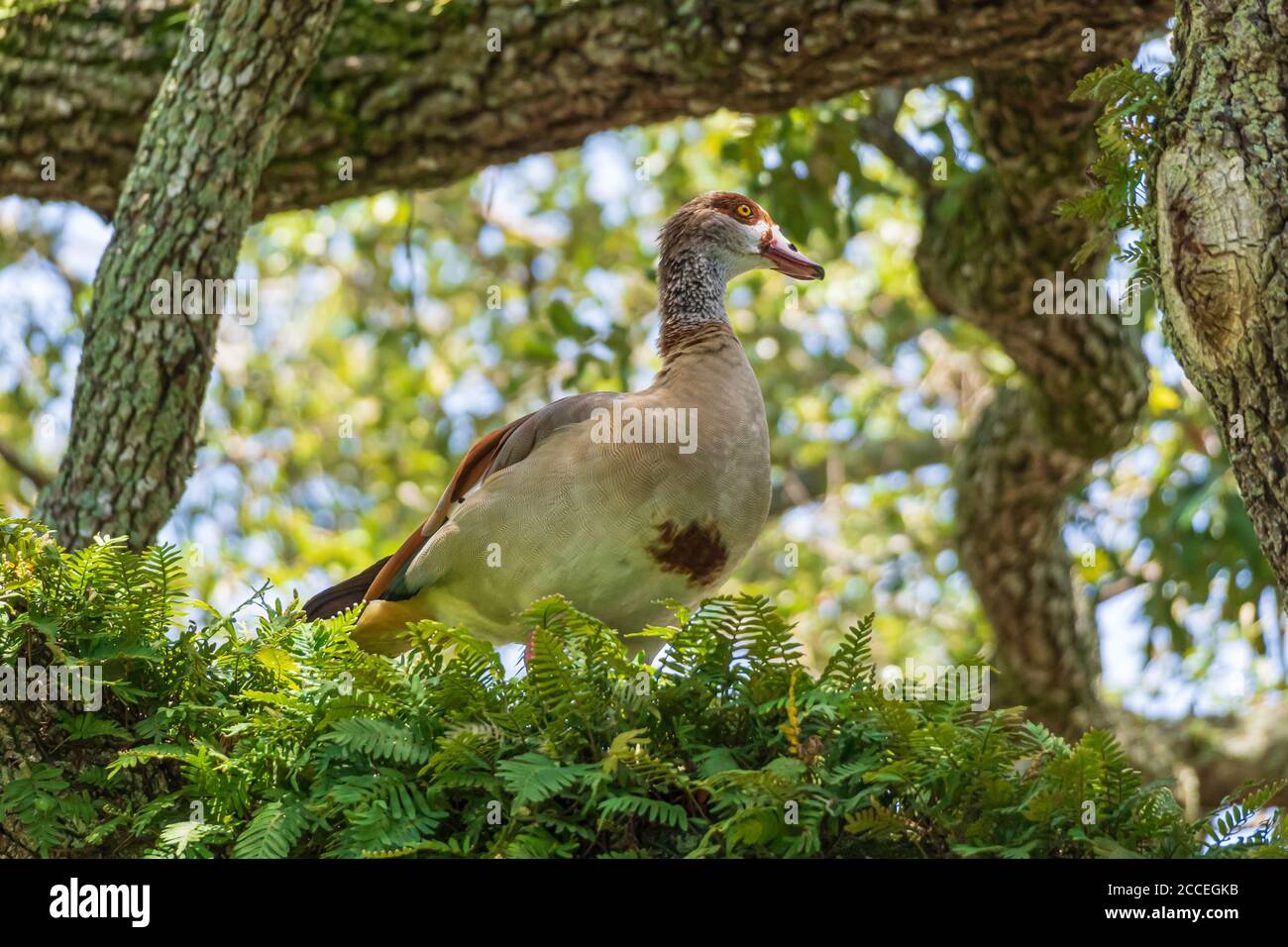 Egyptian goose (Alopochen aegyptiaca) perched in a southern live oak ...