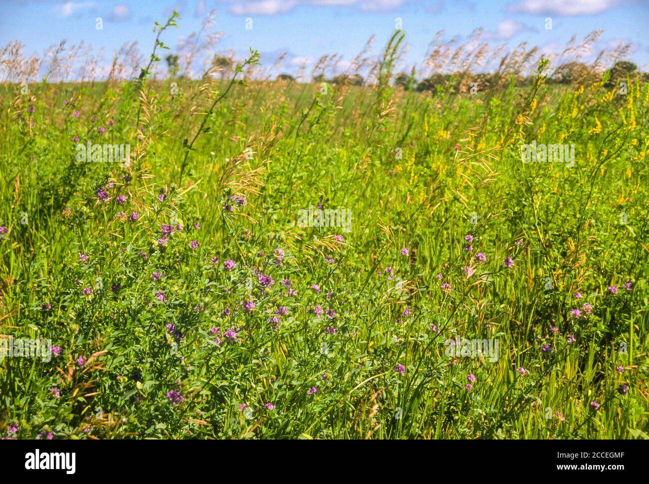 Native prairie hi-res stock photography and images - Alamy
