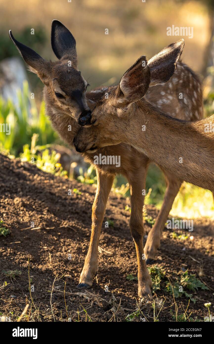 Doe and fawn white tailed deer hi-res stock photography and images - Alamy