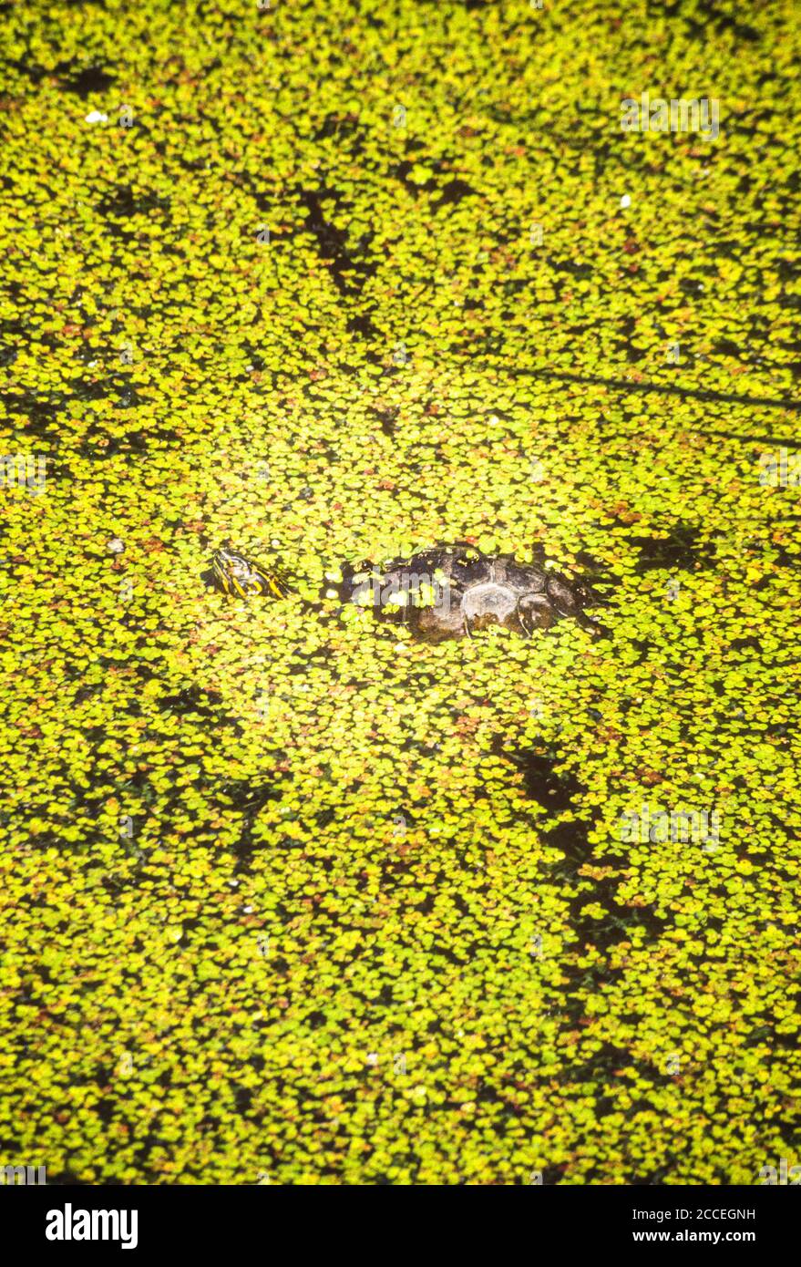 Nature's Camouflage, Turtle's Head in a Pond, Minnesota, USA Stock ...