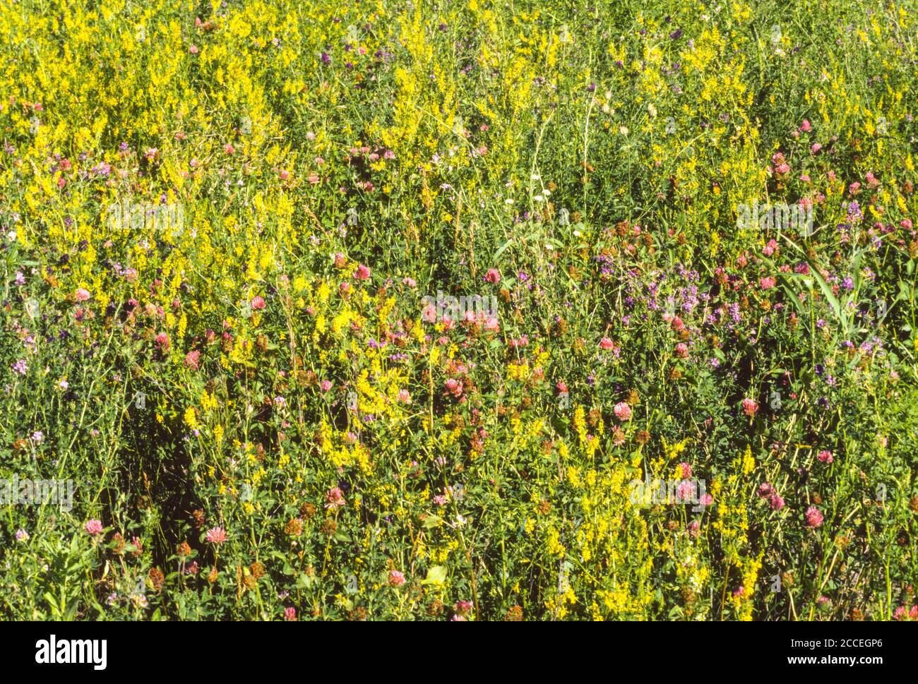 Native prairie hi-res stock photography and images - Alamy