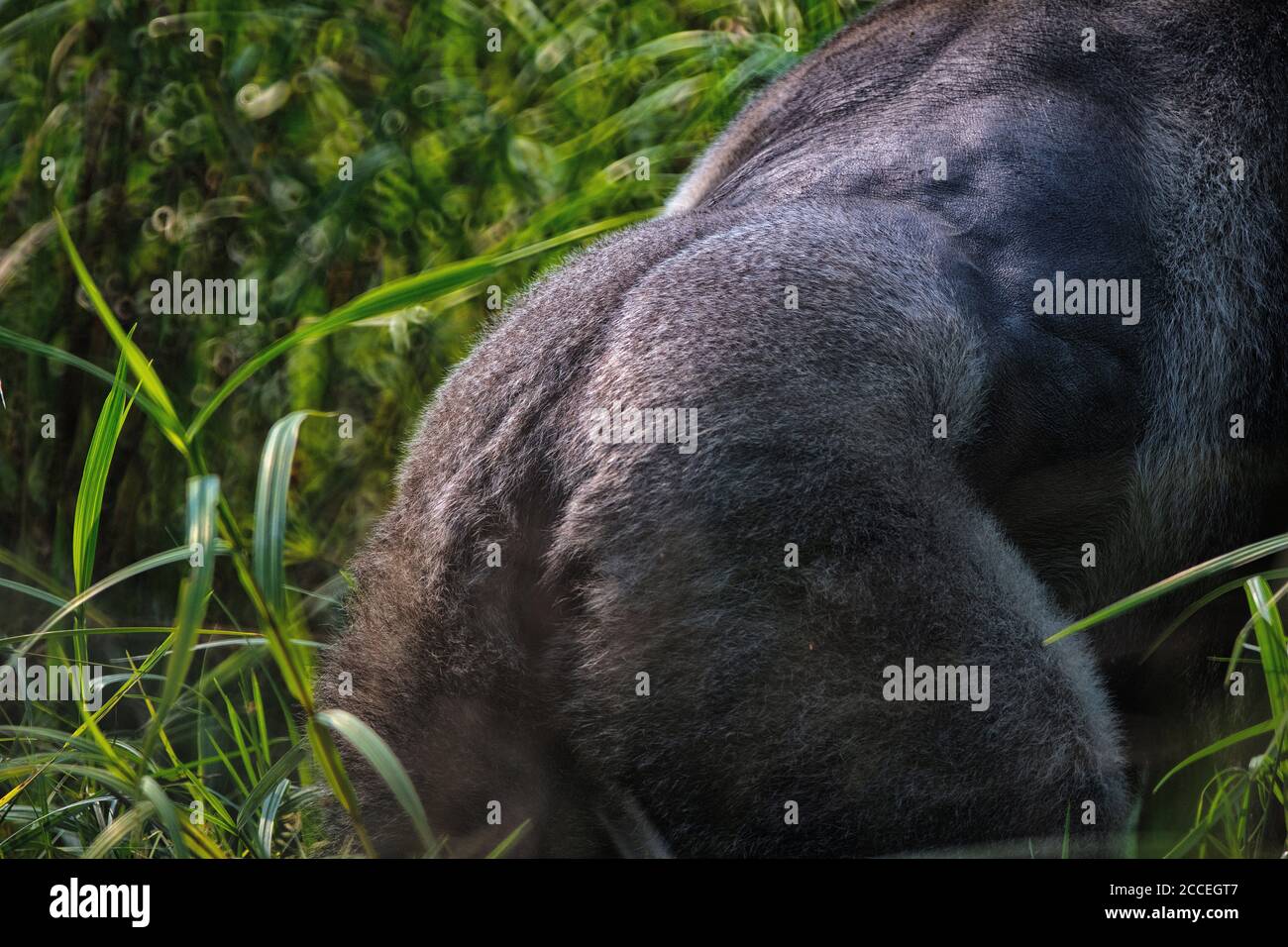 Western Lowland Gorilla (Gorilla gorilla gorilla). Dominant silverback male. Bai Hokou. Dzanga ...