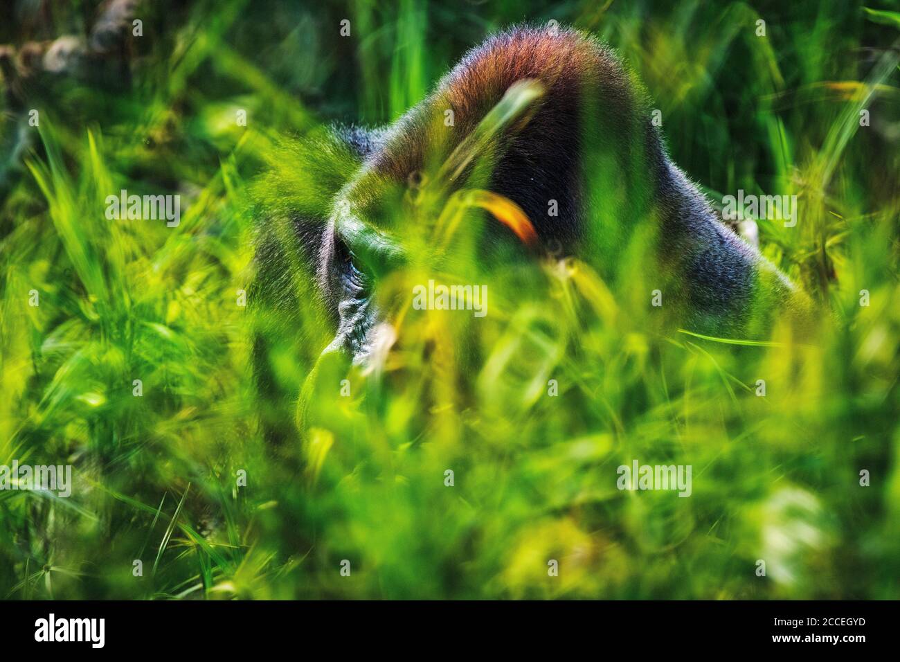 Western Lowland Gorilla (Gorilla gorilla gorilla). Dominant silverback ...