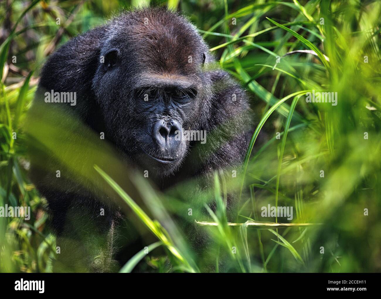 Western Lowland Gorilla (Gorilla gorilla gorilla). Dominant silverback ...
