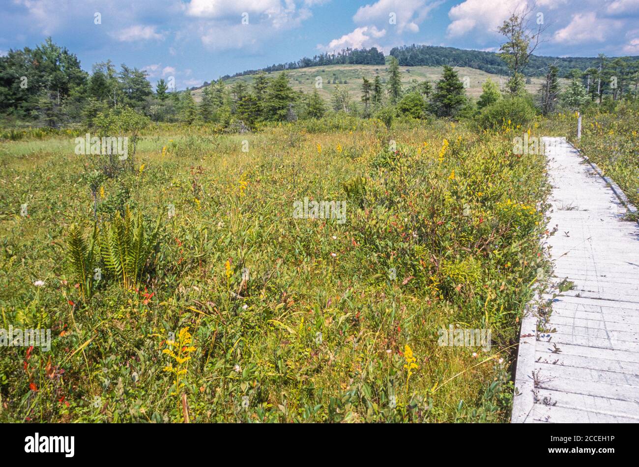 Wetlands Preservation. Cranesville Swamp Preserve, a Nature Conservancy ...